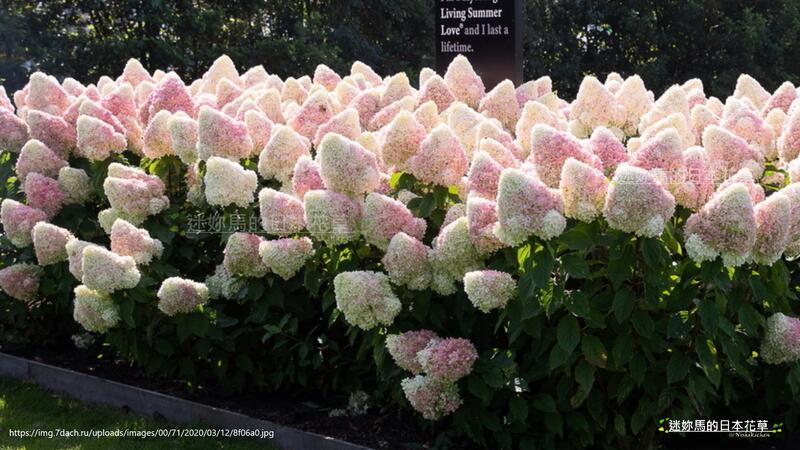迷妳馬的日本花草 2022 繡球花 圓錐繡球仲夏之戀 露天市集 全台最大的網路購物市集