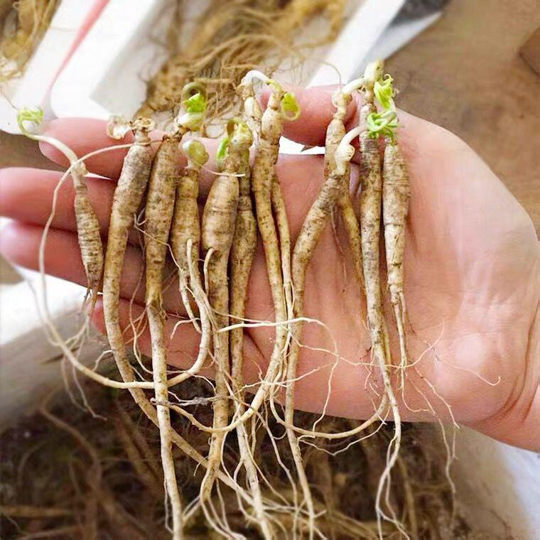 長白山種植人參室內盆栽參庭院種植種野山參盆栽可 用新鮮人參 露天市集 全台最大的網路購物市集