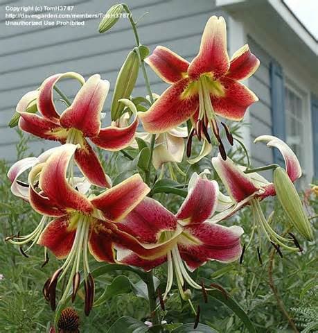 Lilium Candy Club 0T百合香水系列 | 露天市集 | 全台最大的網路購物市集