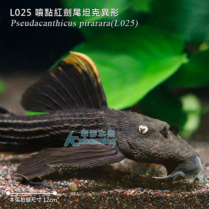 【AC草影】L025 噴點紅劍尾坦克異型（13cm）【一隻】 | 露天市集 | 全台最大的網路購物市集
