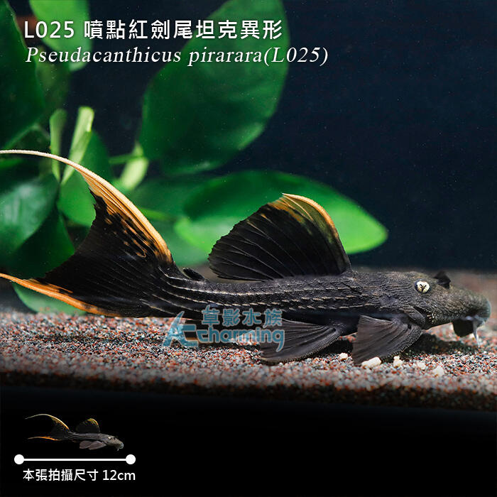 【AC草影】L025 噴點紅劍尾坦克異型（13cm）【一隻】 | 露天市集 | 全台最大的網路購物市集