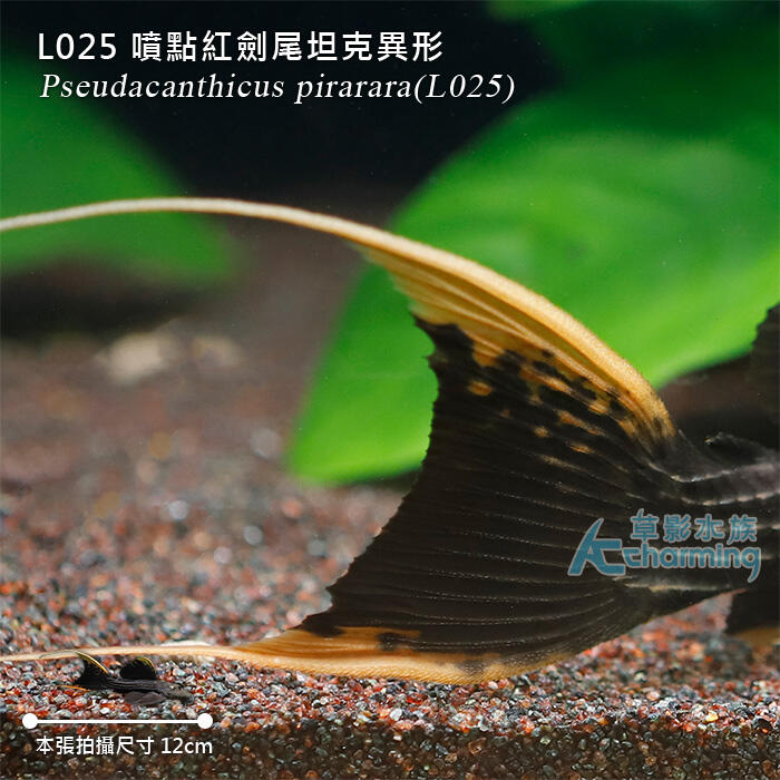 【AC草影】L025 噴點紅劍尾坦克異型（13cm）【一隻】 | 露天市集 | 全台最大的網路購物市集