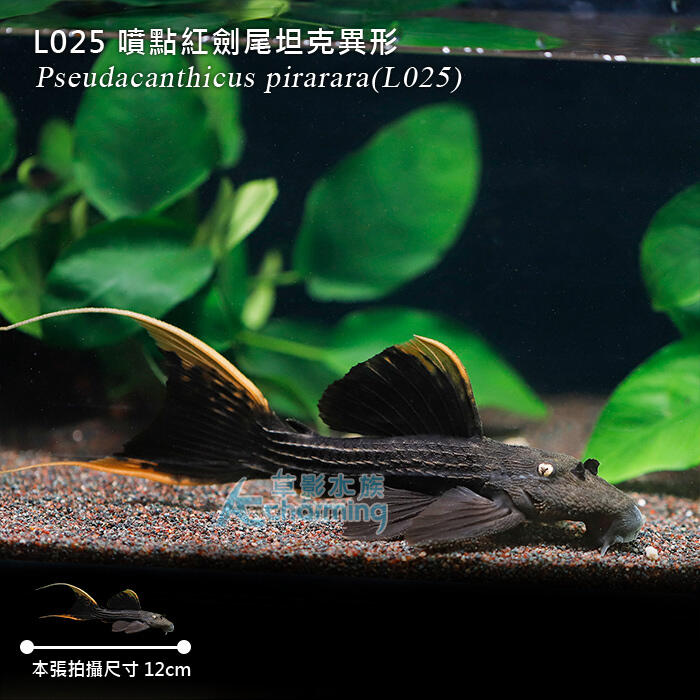 【AC草影】L025 噴點紅劍尾坦克異型（13cm）【一隻】 | 露天市集 | 全台最大的網路購物市集