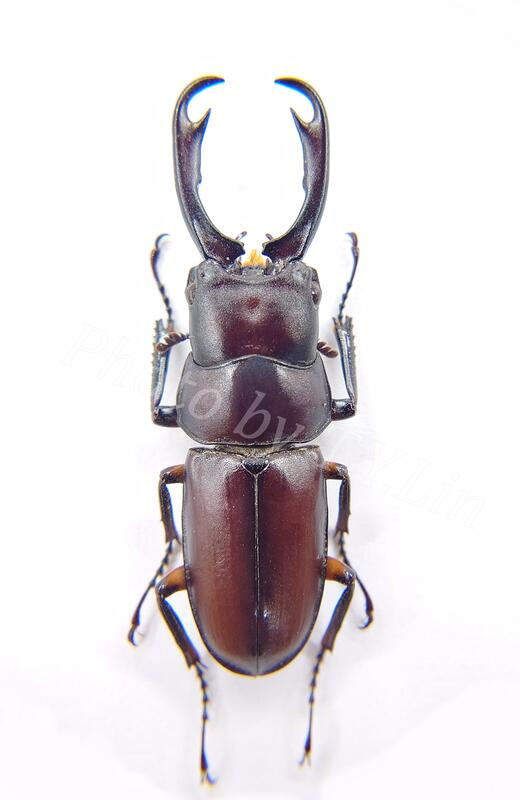 Miwanus formosanus 雙鉤鋸鍬形蟲 標本 乾貨 | 露天市集 | 全台最大的網路購物市集