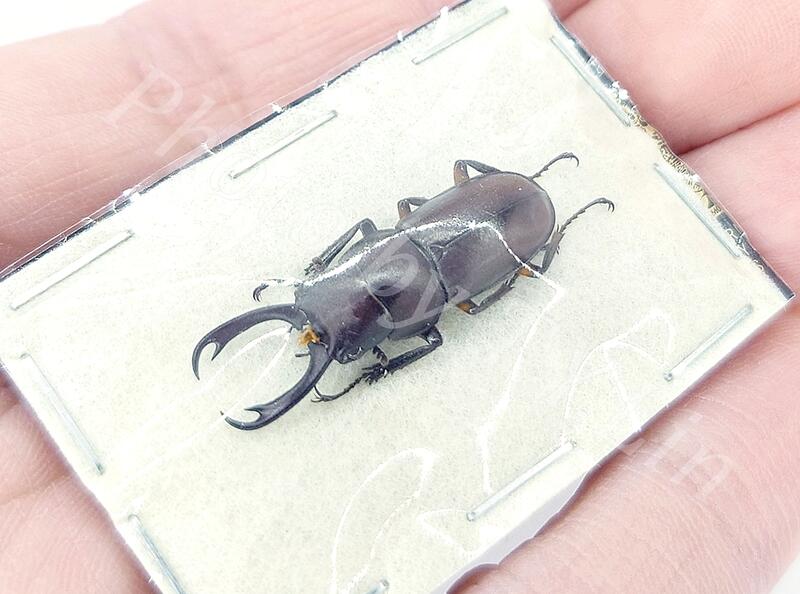 Miwanus formosanus 雙鉤鋸鍬形蟲 標本 乾貨 | 露天市集 | 全台最大的網路購物市集