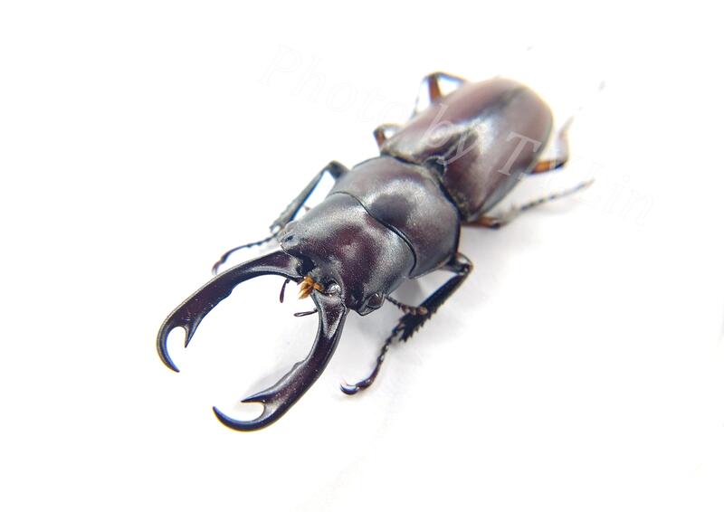Miwanus formosanus 雙鉤鋸鍬形蟲 標本 乾貨 | 露天市集 | 全台最大的網路購物市集