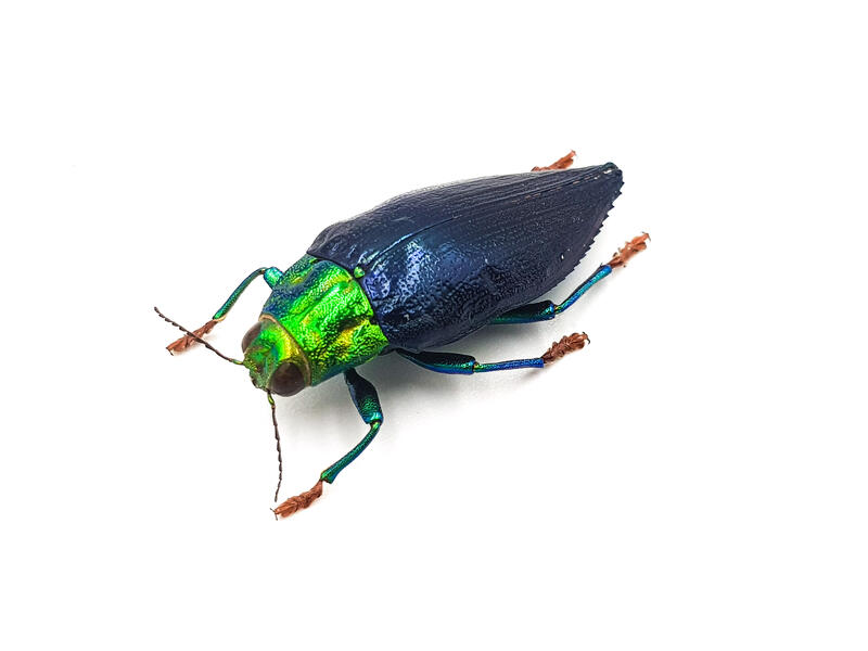 【黃金蟲蘭 網路商店】沃克利吉丁蟲 Gelaeus walkeri 標本 | 露天市集 | 全台最大的網路購物市集