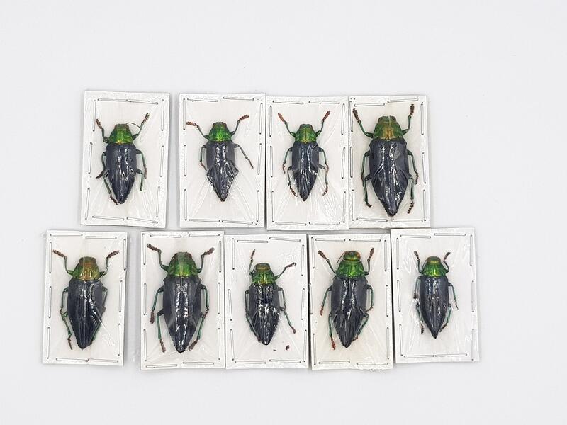 【黃金蟲蘭 網路商店】沃克利吉丁蟲 Gelaeus walkeri 標本 | 露天市集 | 全台最大的網路購物市集