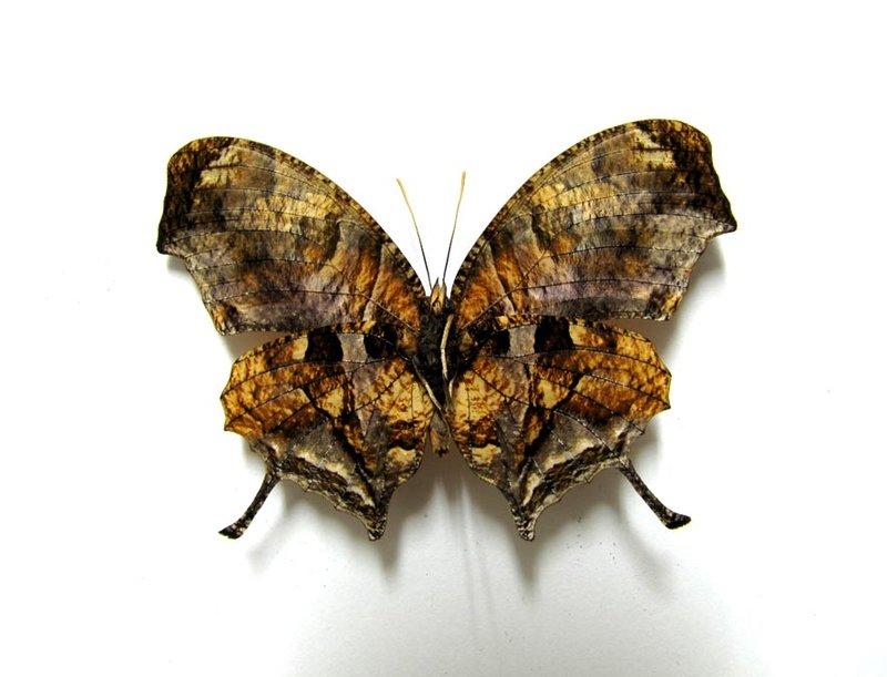 蟲新發現╭ - ╮蝴蝶標本A1~Anaea fabius 展翅7CM 產地：秘魯 | 露天市集 | 全台最大的網路購物市集