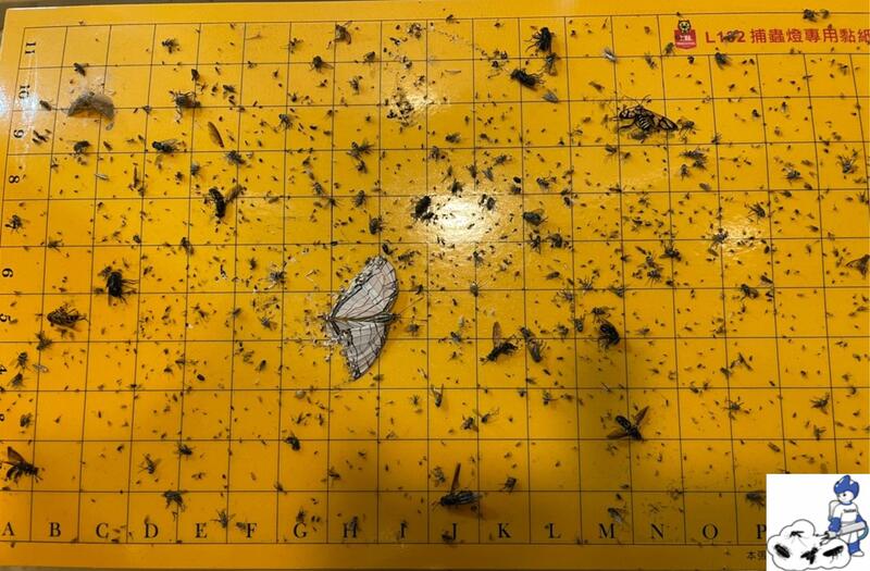 PROCATCH 不占空間專業捕蠅蟲燈【4坪用壁掛式捕蟲燈L-103】－特效除蟲 | 露天市集 | 全台最大的網路購物市集