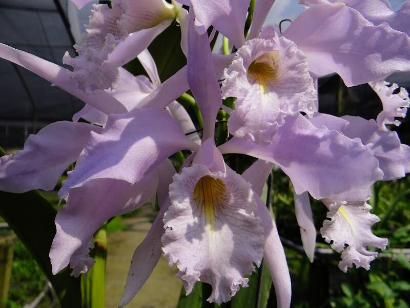 日本進口母株 C. maxima v. coerulea "Hector" SM/JOGA(OG)(單梗可開10多朵) | 露天市集 | 全台 ...