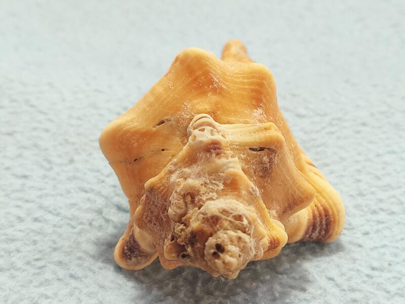 【忠實第紫雲軒】培利氏法螺Cymatium perryi(也叫培利法螺，長約7cm，不常見，保存良好，色澤飽滿，特殊有型 | 露天市集 | 全 ...