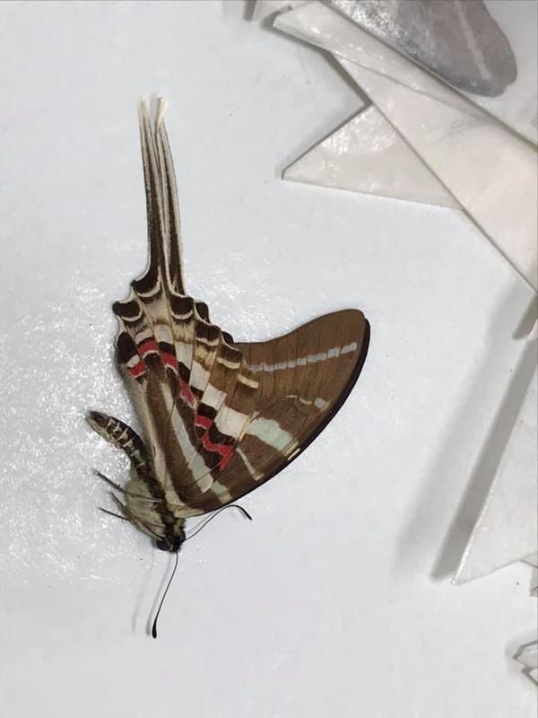 Graphium rhesus. Buton | 露天市集 | 全台最大的網路購物市集