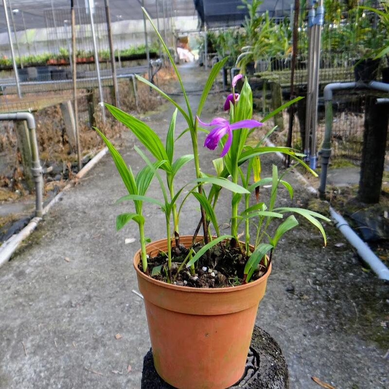 原生蘭Bletilla formosana"red"紅花白及 (罕見~花極紅~老欉10多株)有名藥用植物 | 露天市集 | 全台最大的網路購物市集