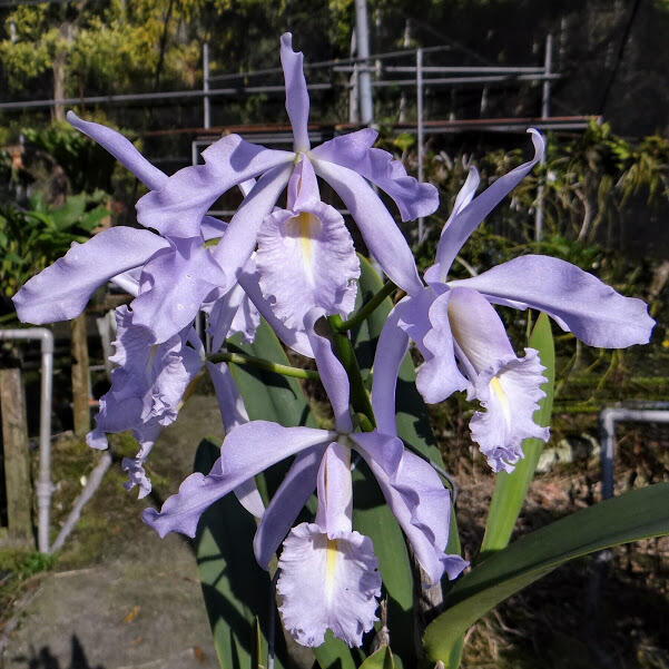 原生蘭 C. maxima var. coerulea "Hector" SM/JOGA(單梗可開10多朵)優秀實生株 | 露天市集 | 全台 ...