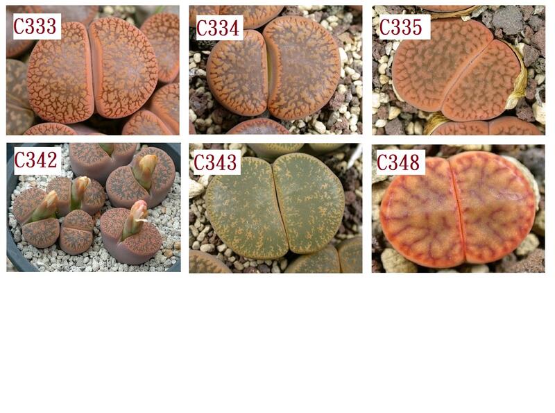 【泥巴牧場】石頭玉 Lithops Cole C300-C349 (Part VII) 種子 科爾 柯爾 生石 | 露天市集 | 全台最大的 ...