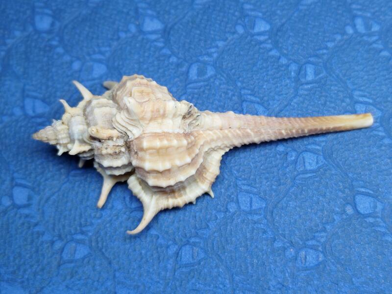 【忠實第紫雲軒】台灣骨螺Murex rectirostris(長約5.6cm，附口蓋，臺灣骨螺，土產貝類，保存良好，原味 | 露天市集 | 全台最大的網路購物市集