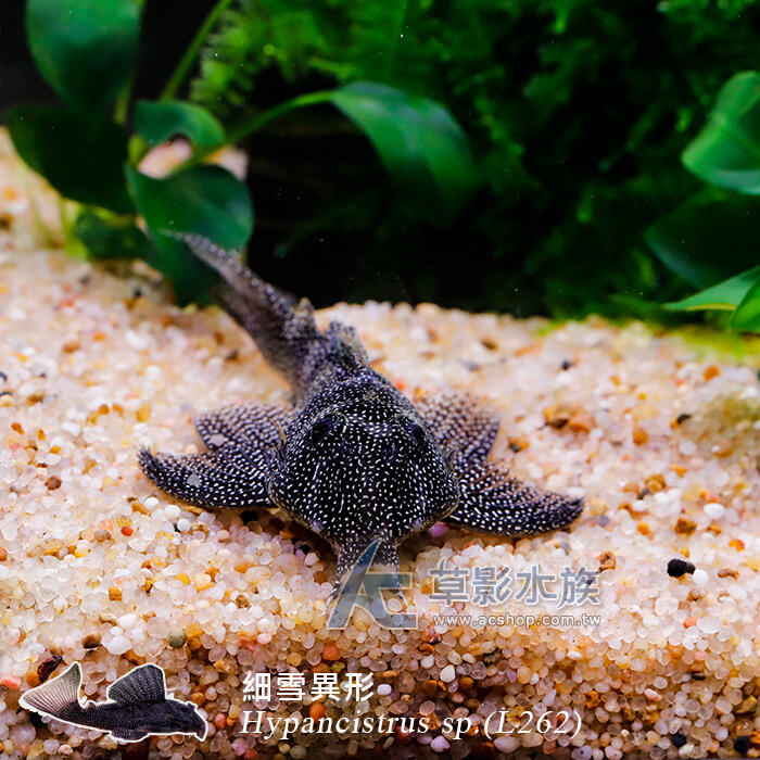 【AC草影】L262 細雪異型（8cm）【一隻】ECS011666 | 露天市集 | 全台最大的網路購物市集