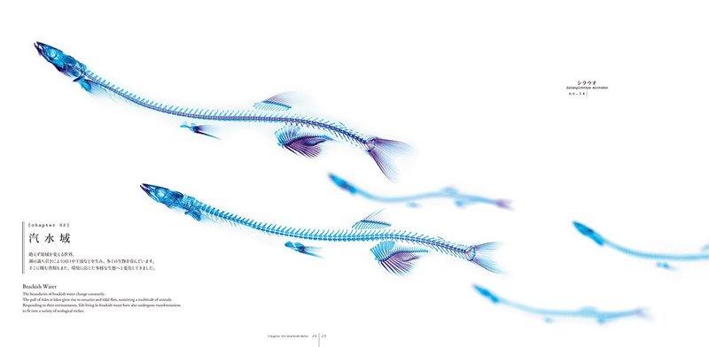 (預購) 9784096820919 透明標本2: New World Transparent Specimens 2 | 露天市集 | 全台 ...