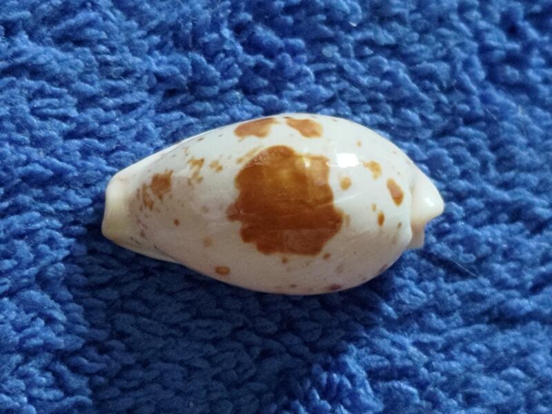 【忠實第紫雲軒】美娘寶螺Cypraea saulae(長約2.4cm，斑紋鮮明色澤光亮，成色自然保存完整，值得珍藏，適合 | 露天市集 | 全 ...