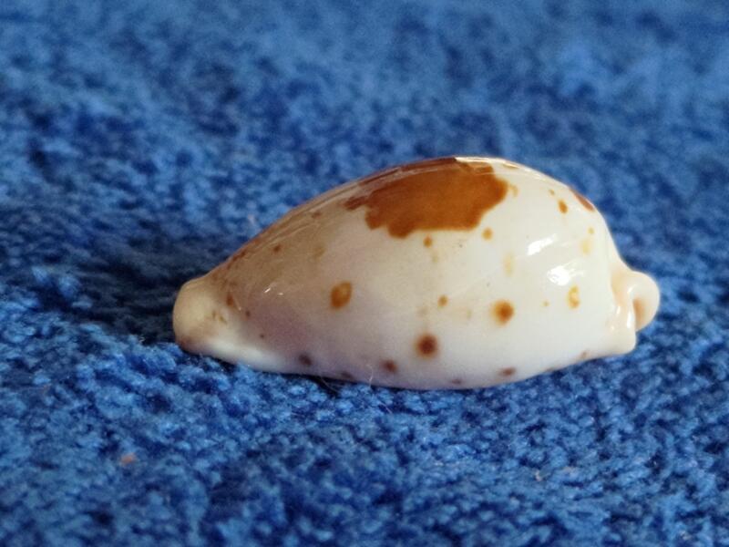 【忠實第紫雲軒】美娘寶螺Cypraea saulae(長約2.4cm，斑紋鮮明色澤光亮，成色自然保存完整，值得珍藏，適合 | 露天市集 | 全 ...
