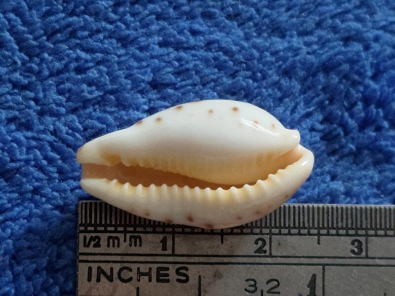 【忠實第紫雲軒】美娘寶螺Cypraea saulae(長約2.4cm，斑紋鮮明色澤光亮，成色自然保存完整，值得珍藏，適合 | 露天市集 | 全 ...