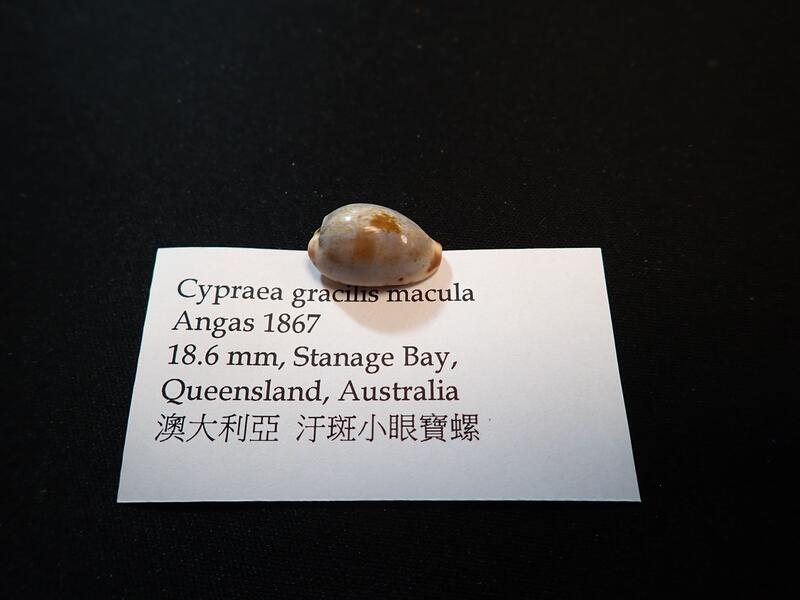 U 51 澳大利亞 @ 已經5折以下 | 露天市集 | 全台最大的網路購物市集