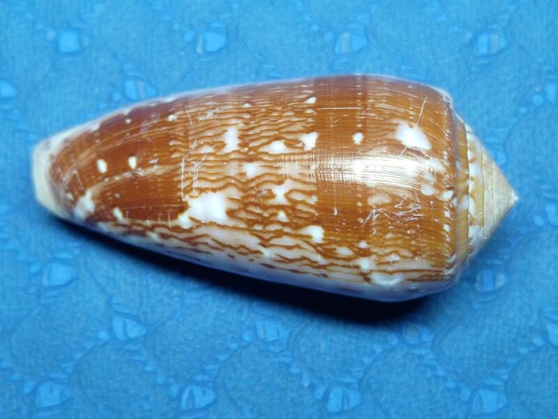 【忠實第紫雲軒】金棗芋螺Conus floccatus(長約6.2cm，不常見，菲律賓產，保存良好，光滑明亮，紋路清晰， | 露天市集 | 全 ...