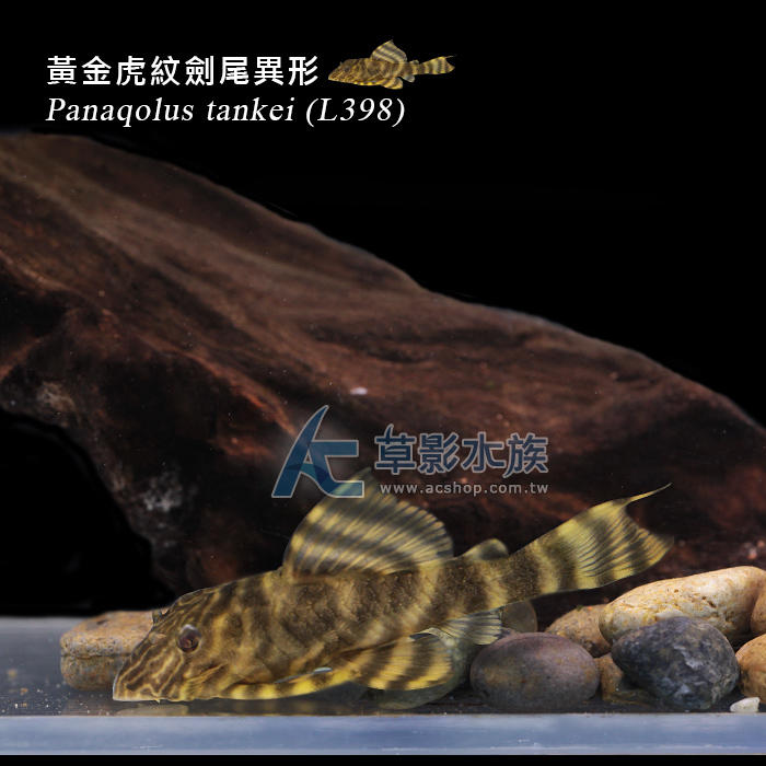 【AC草影】L398 黃金虎紋劍尾異型（9cm）【一隻】 | 露天市集 | 全台最大的網路購物市集