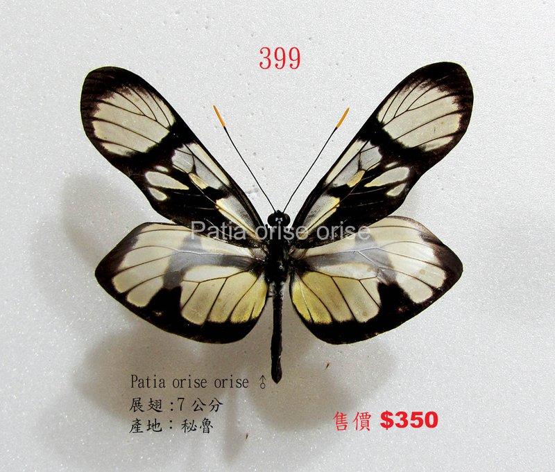 蟲新發現╭ - ╮蝴蝶標本A1~ Patia orise orise 展翅7CM 產地：秘魯（缺貨中…） | 露天市集 | 全台最大的網路購物市集