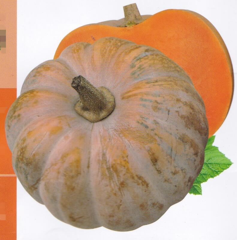 【大包裝蔬菜種子L279】京香蜜南瓜~~果實厚扁圓形，單果重1.5~2.5公斤，雌花多，易座果，果肉粉甜，品質極佳。 | 露天市集 | 全台最 ...