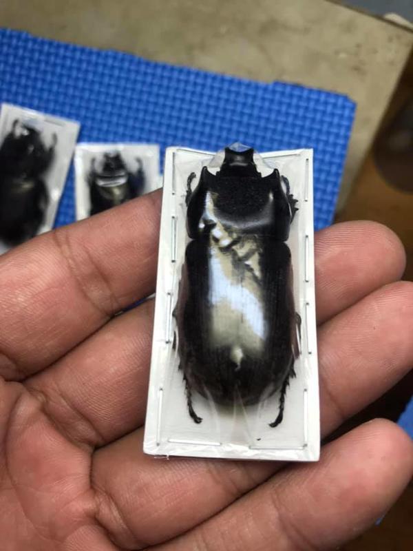 Ceratoryctoderus candezei 犀牛兜 [中](蘇拉威西產) | 露天市集 | 全台最大的網路購物市集