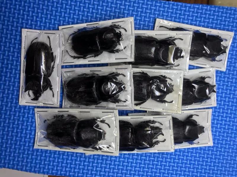 Ceratoryctoderus candezei 犀牛兜 [中](蘇拉威西產) | 露天市集 | 全台最大的網路購物市集