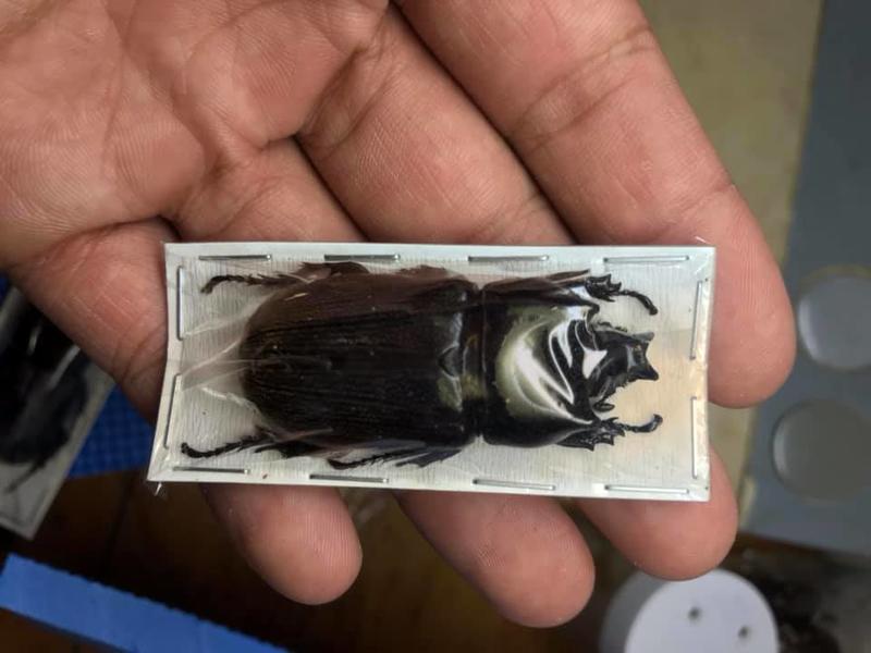 Ceratoryctoderus candezei 犀牛兜 [中](蘇拉威西產) | 露天市集 | 全台最大的網路購物市集