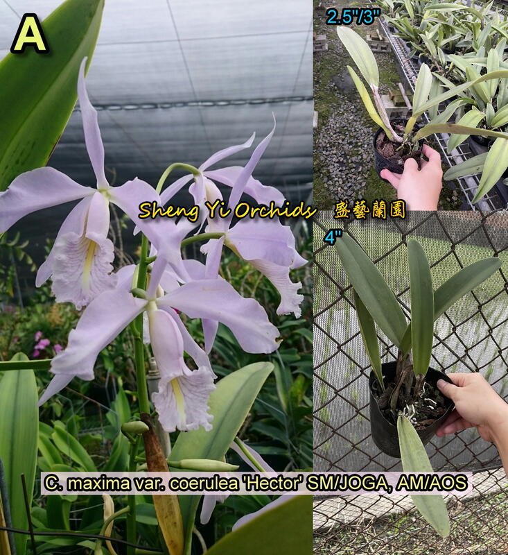 C. maxima var. coerulea 'Hector' SM/JOGA, AM/AOS | 露天市集 | 全台最大的網路購物市集