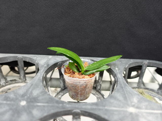 {親友蘭園} 蘭花拍賣之原生種蝴蝶蘭- P.intermedia 有香味 | 露天市集 | 全台最大的網路購物市集