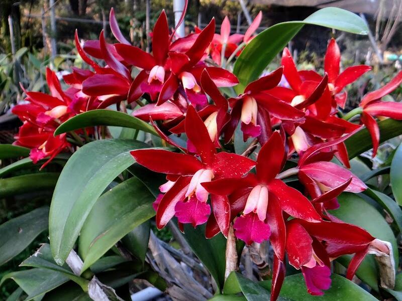 有名老花Ctt. Cattlianthe Chocolate Drop 'Kodama' (1965年)(很香)母支OG | 露天市集 | 全 ...