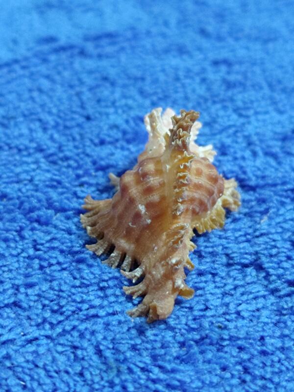 【忠實第紫雲軒】千手螺Chicoreus strigatus(未命中文名，長約3.2m，骨螺科，小型海螺，保存良好，色澤 | 露天市集 | 全 ...