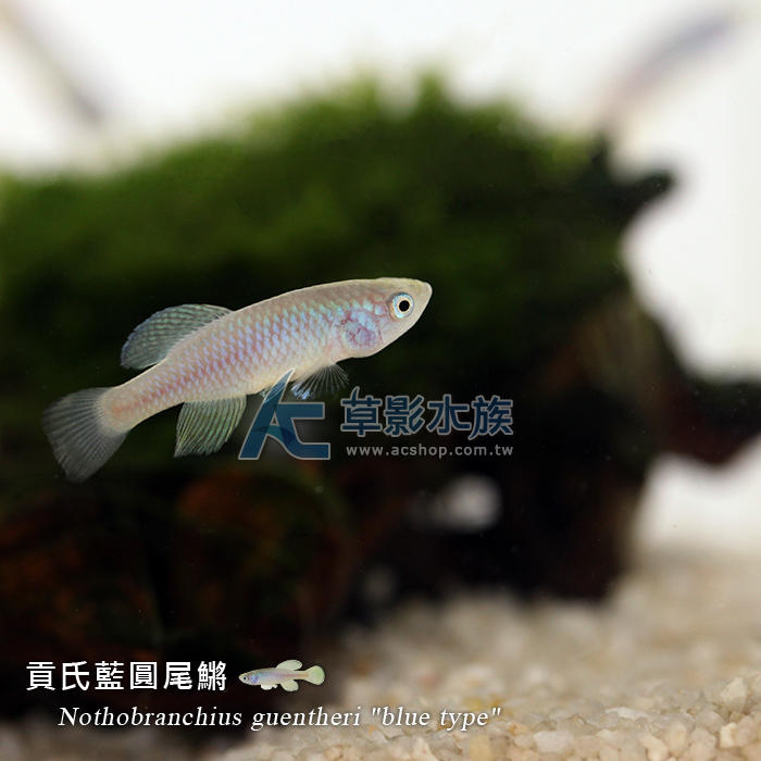 【AC草影】GUE 貢氏藍圓尾鱂（對魚）【一對】 | 露天市集 | 全台最大的網路購物市集