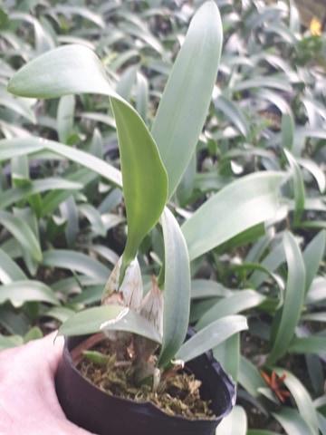 大眾蘭園 嘉得利雅蘭 Gcy.Kyoguchi ‘p’ 珠子蘭 | 露天市集 | 全台最大的網路購物市集