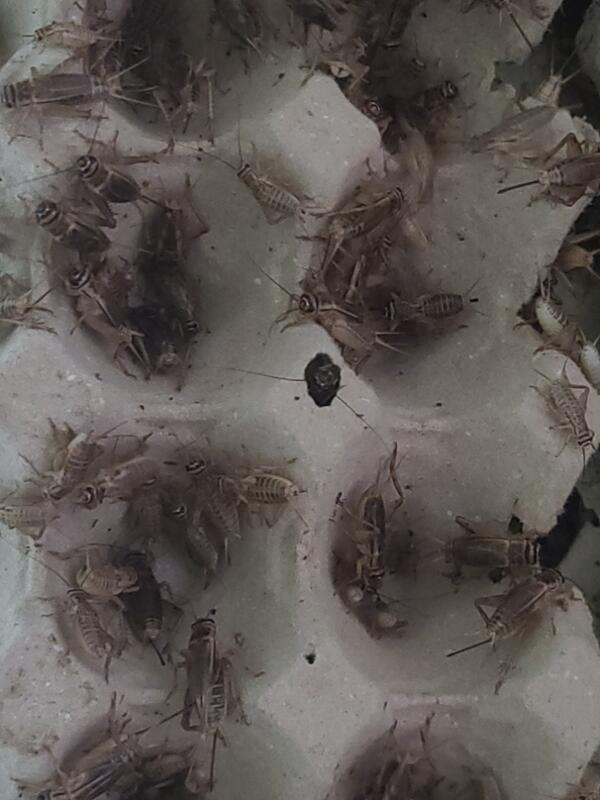 {croudy} 白蟋蟀 細皮瘤尾守宮 爬蟲 豹紋守宮 肥尾守宮 餌料 | 露天市集 | 全台最大的網路購物市集