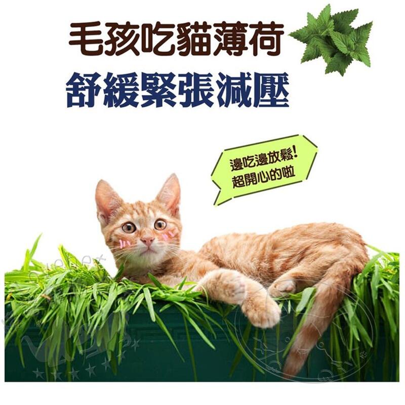 【憶馨∣免運】Cat Glory 驕傲貓 貓薄荷潔牙軟錠 (30g/120g) 貓咪潔牙軟錠【CG314】 | 露天市集 | 全台最大的網路購物市集