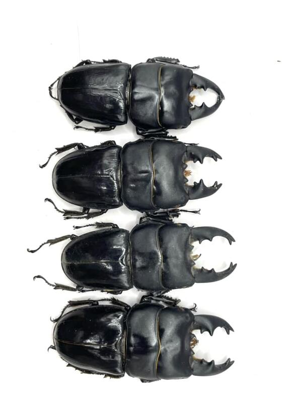 Dorcus eurycephalus.from W.Java +60~+65mm | 露天市集 | 全台最大的網路購物市集