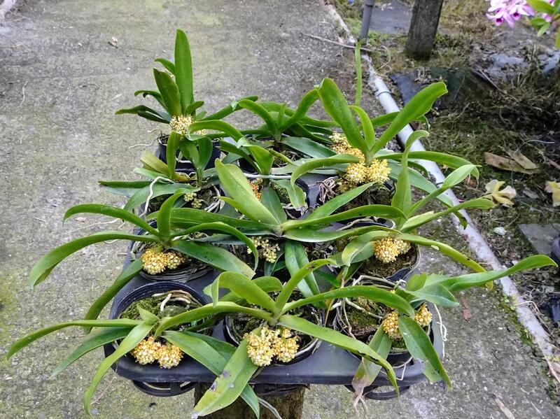 台灣原生蘭Pomatocalpa acuminata黃繡球蘭 (罕見~花團成球)超大株 | 露天市集 | 全台最大的網路購物市集