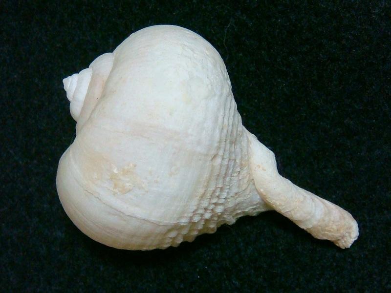 JLshell - 小洋蔥螺(1) Rapa incurva | 露天市集 | 全台最大的網路購物市集