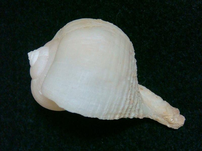 JLshell - 小洋蔥螺(1) Rapa incurva | 露天市集 | 全台最大的網路購物市集