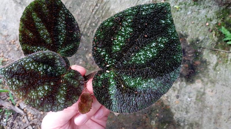 Begonia kui (馴化後耐熱植株) | 露天市集 | 全台最大的網路購物市集