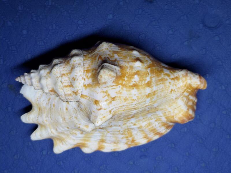 【忠實第紫雲軒】紫袖鳳凰螺Strombus sinuatus(長約11.6cm，附口蓋，大尺寸，保存完整，色彩鮮明，特徵 | 露天市集 | 全 ...