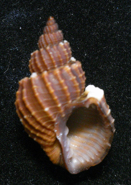 就是愛貝殼~Scalptia textilis 23.8mm(T2317) | 露天市集 | 全台最大的網路購物市集