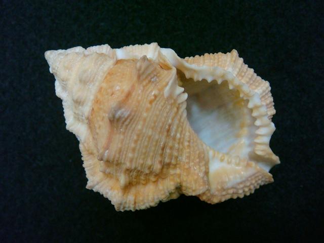 JLshell - 麗珠蛙螺 Bufonaria margaritula | 露天市集 | 全台最大的網路購物市集